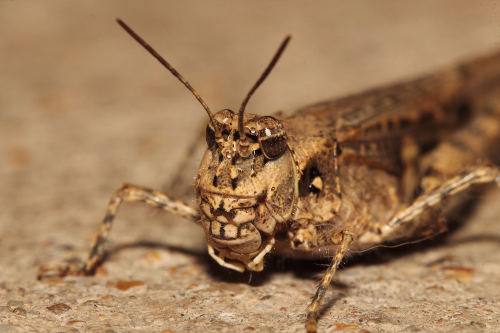 PeculiArt Magazine: December 2013