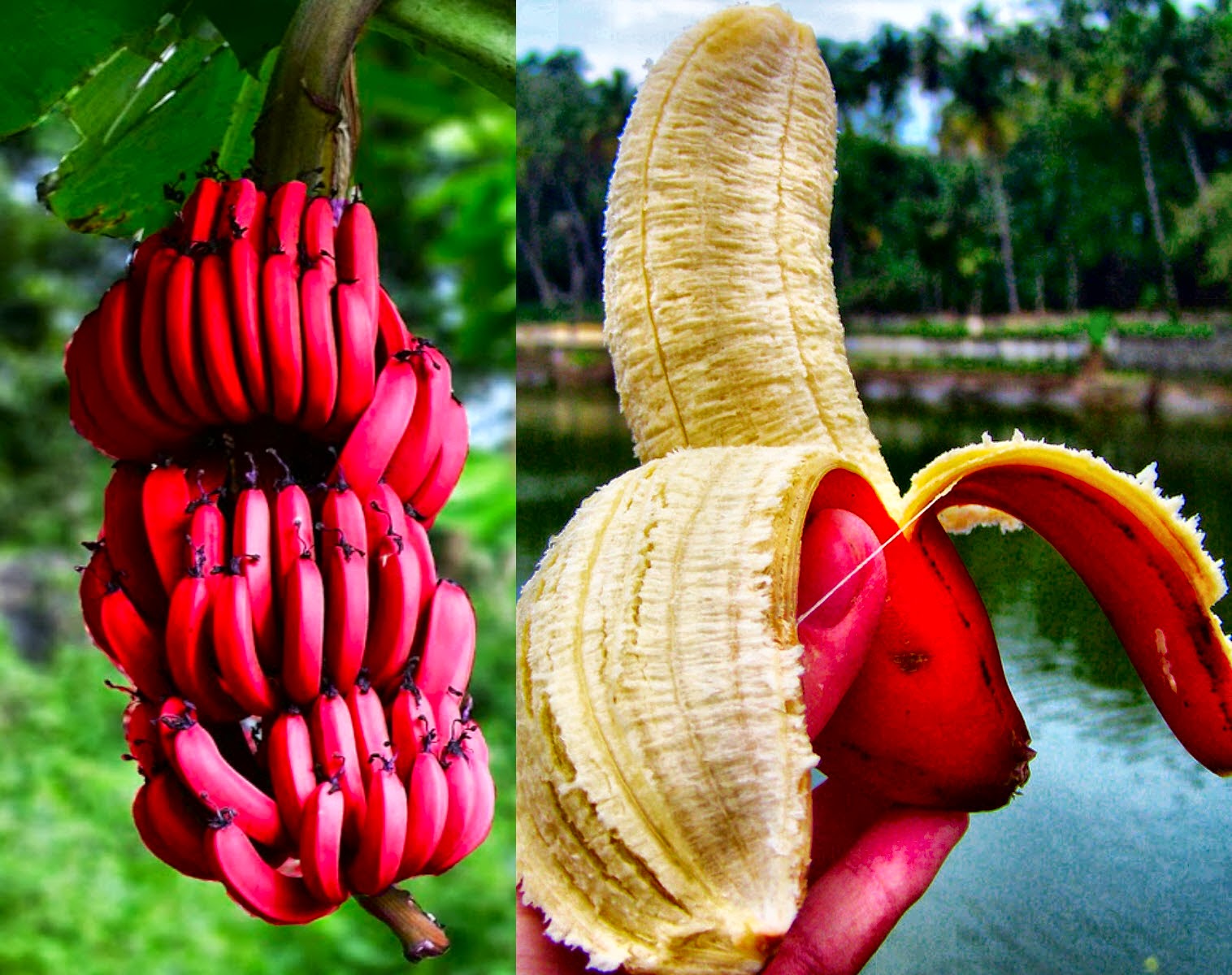 24 Rarest Of Rare Awesome Things Found On Earth Ever STATIONGOSSIP 24-rarest-of-rare-awesome-things-found-on-earth-ever-stationgossip