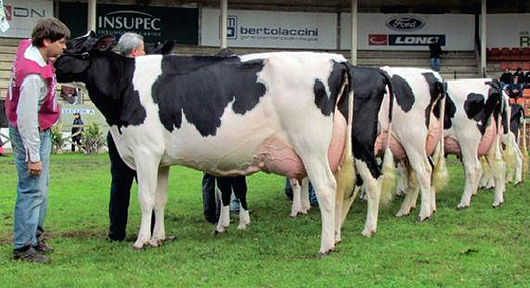 ASOCIACION ECOLOGISTA RIO MOCORETA: RAZA VACUNA HOLANDO ARGENTINA