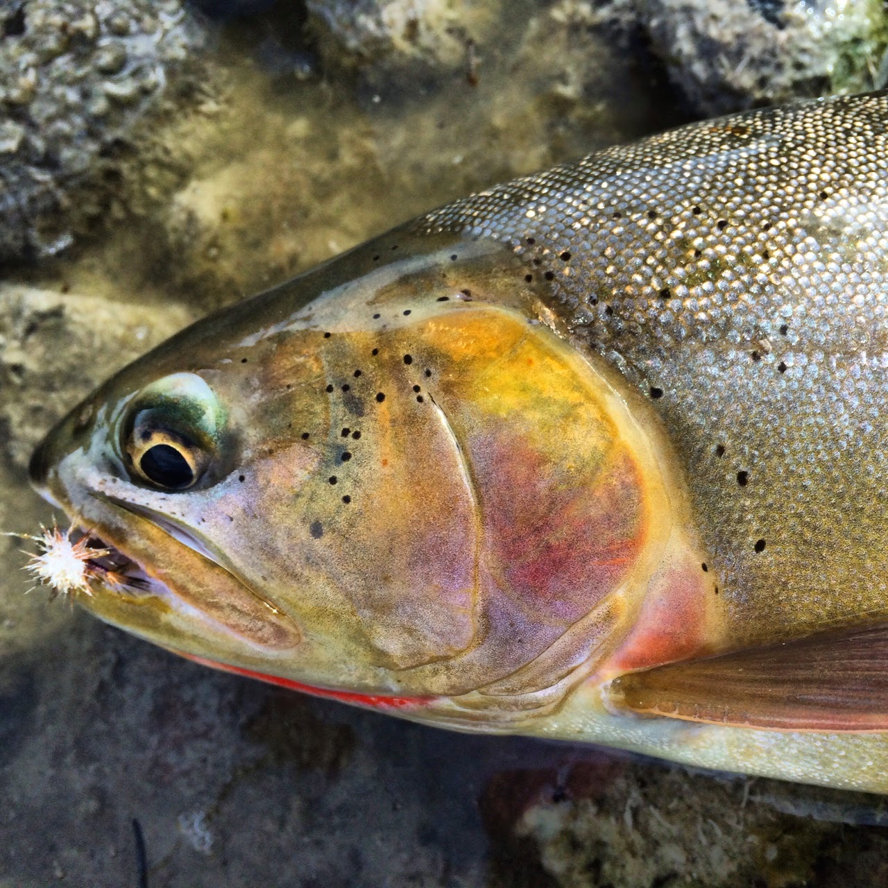 Grand Teton National Park Foundation: April 2014