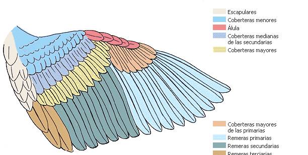 Ave | Naturaleza asombrosa, maravillas naturales