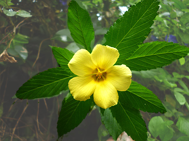 Yellow Alder Plant - Turnera | SL Flora
