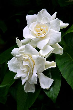 Flowers: Gardenia