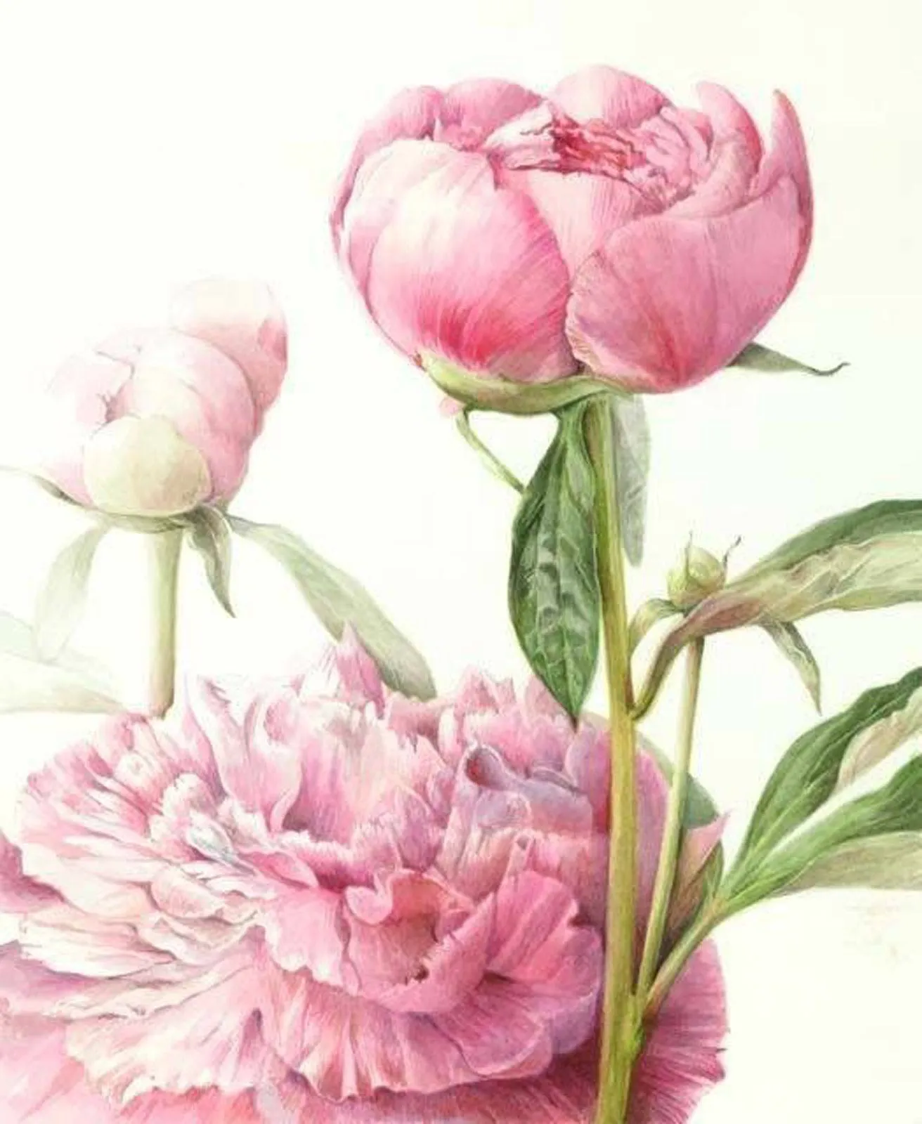 Elaine Searle | Botanical painter | Tutt'Art@