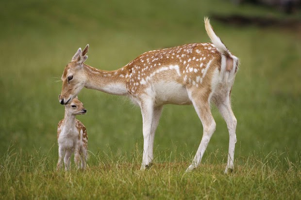 Francisco Parrilla, Monitor Educador Medioambiental. Blog.: -Gamo Común ...