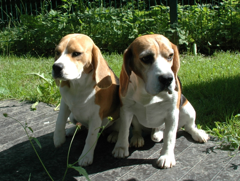 beastie-beagles-news: 2. VERSUCH