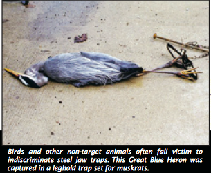 Wildlife Veterinarian Medicine: Free Post: "Trapped Animals- Animal ...