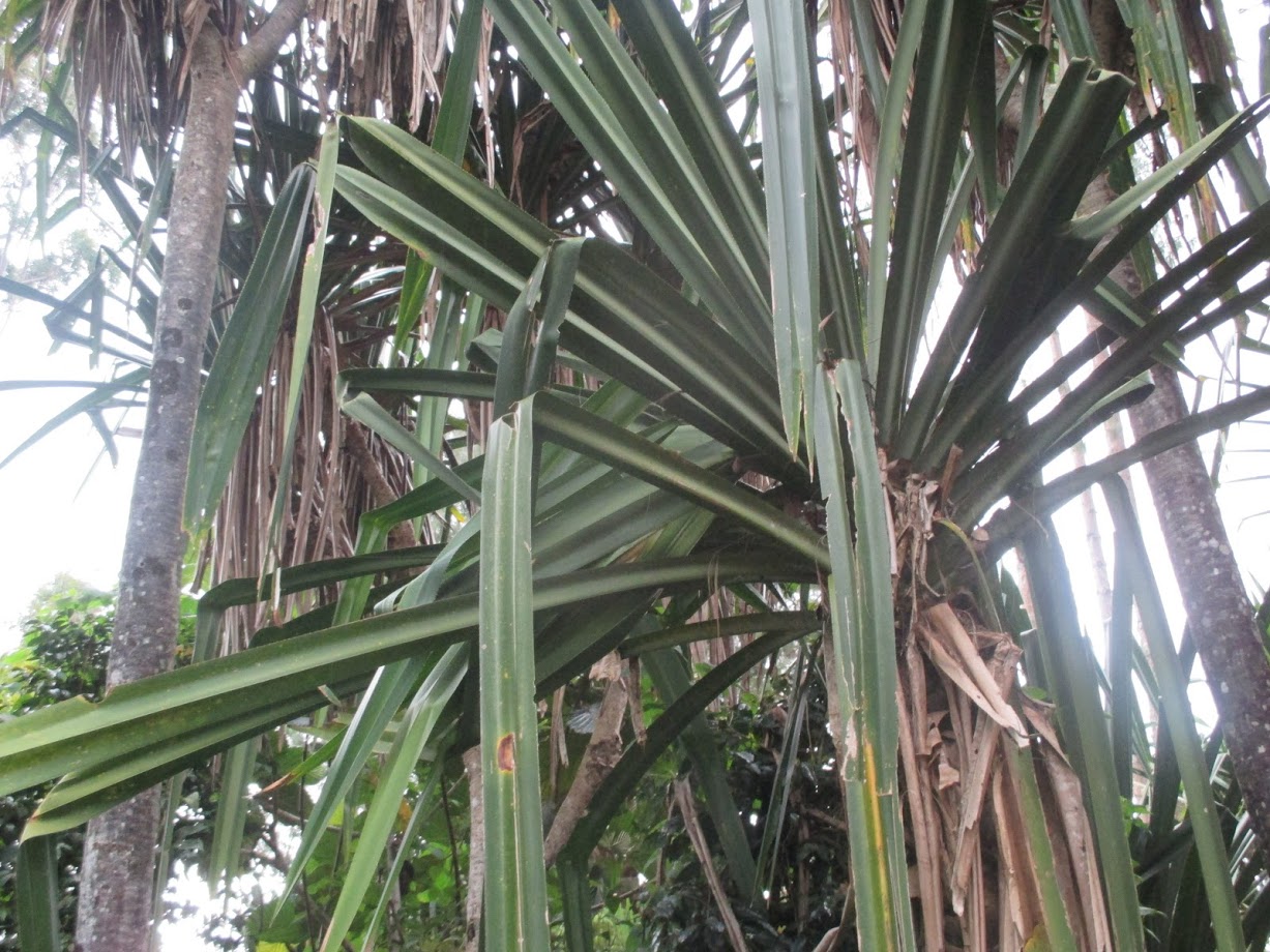 Warakamb: Papua New Guinea: Pandanus an All time Round Fruit