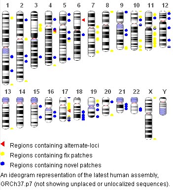 Simple Genetic Map