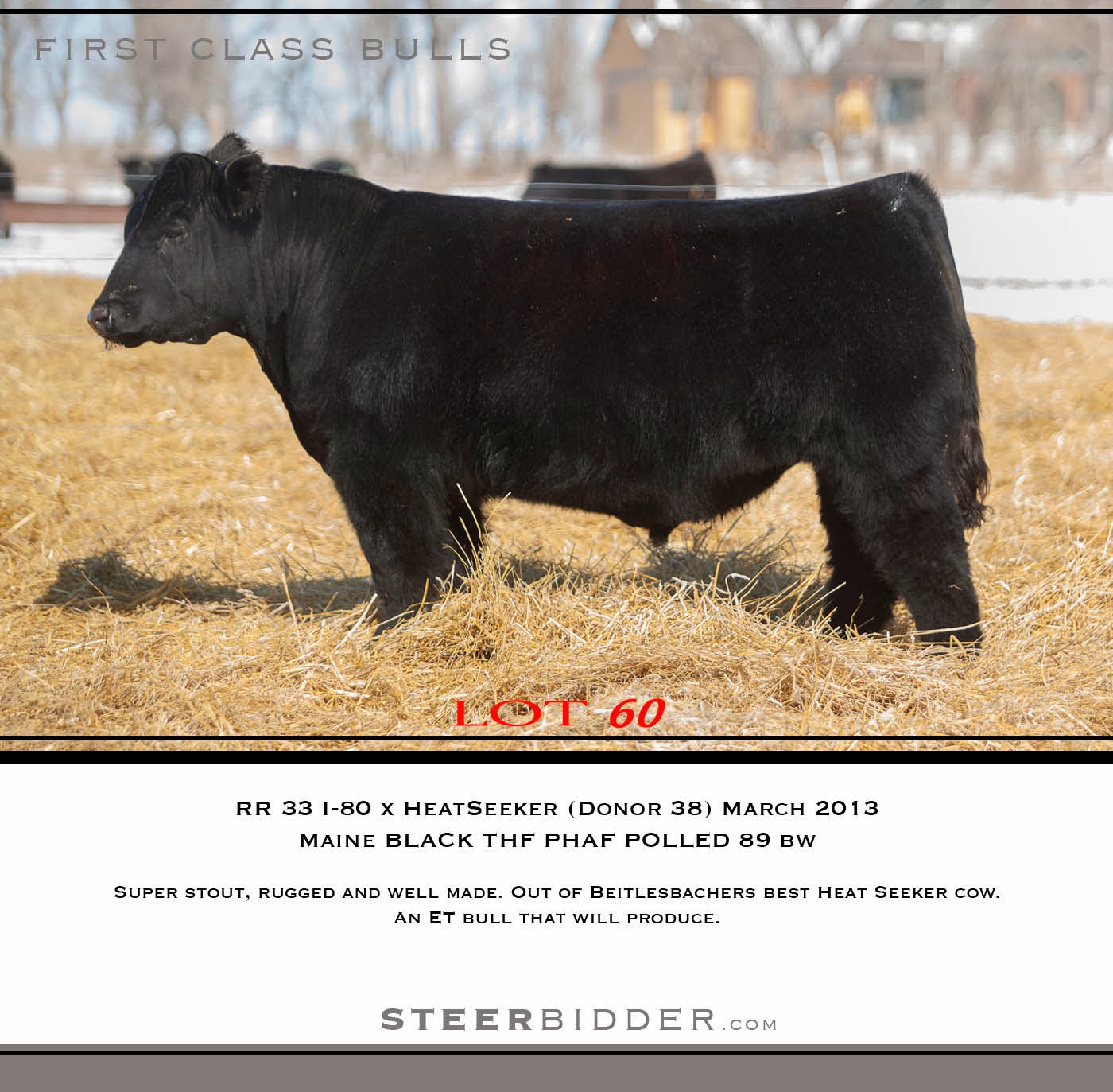 RCC Blog: First Class Bull Sale - Lot 60
