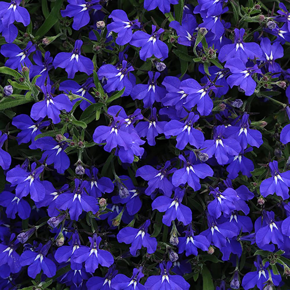Plantas con flores azules - Id Plantae
