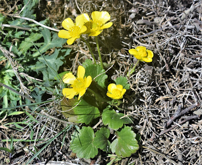 Plantas: Beleza e Diversidade: Ranunculus gregarius