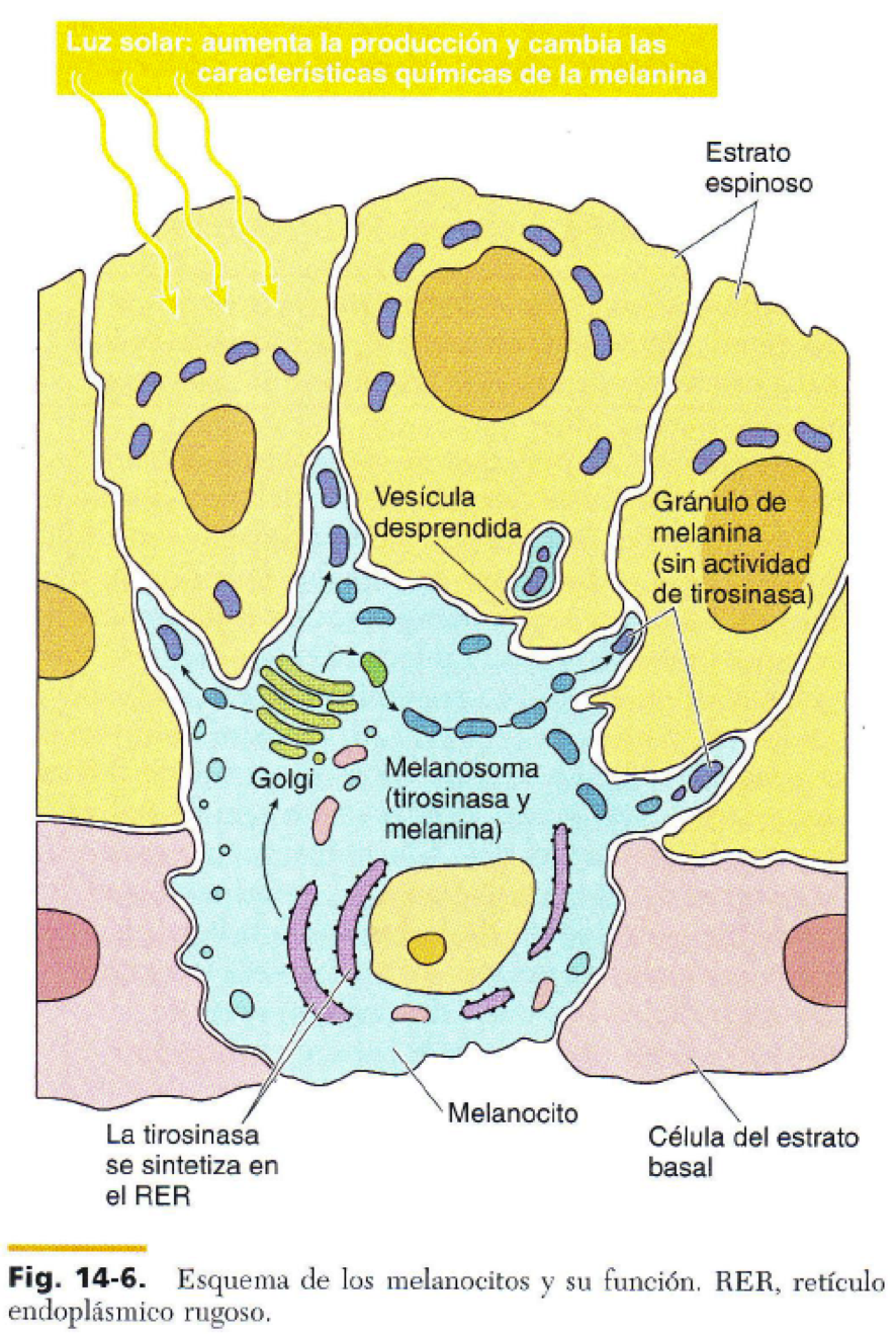 FCM-UNAH Anatomía Microscópica: Esquema de los Melanocitos