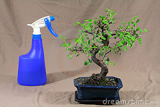 ornamental plant: Watering Bonsai