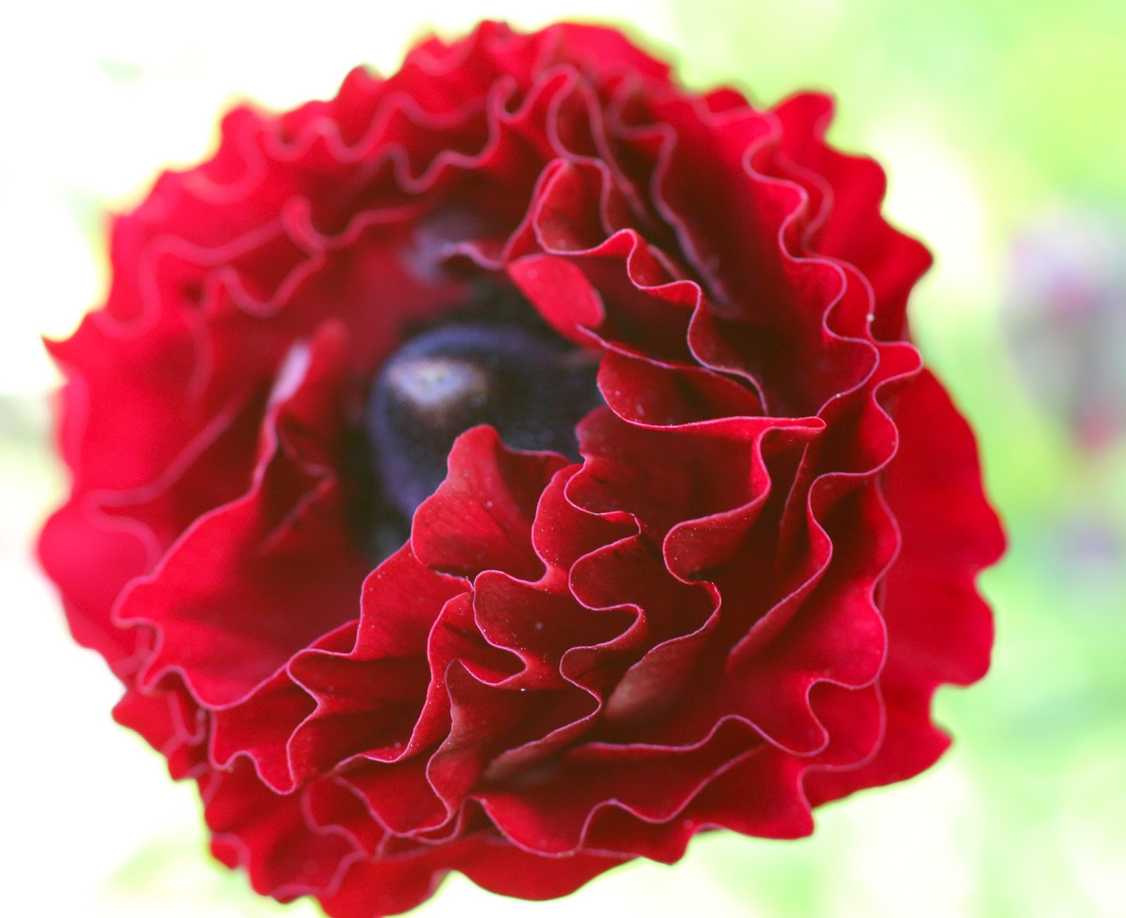 Florez Nursery: Dark red Ranunculus