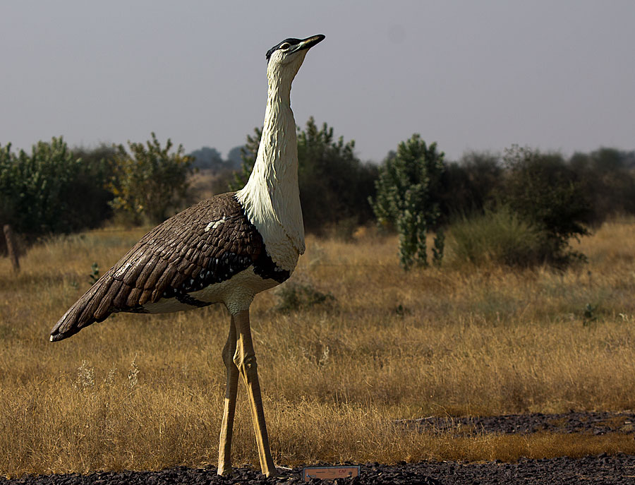 Ponds, Canals and Countryside (प्रकृति की गोद में)