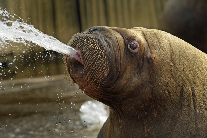 Funny Walrus New Images/Photos 2012 | Funny Animals
