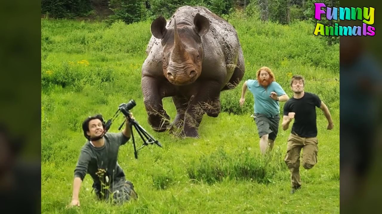 Animals Chasing and Scaring People ~ Extra Funny Picture
