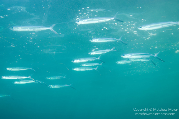 Erin's Blog: Flying Fish