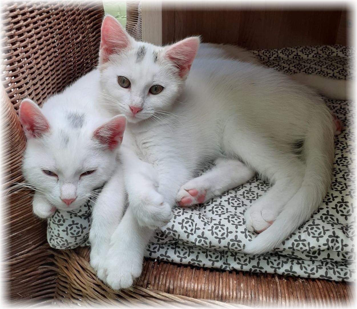 Annie's kaarten en zo: Minnie en Minoe