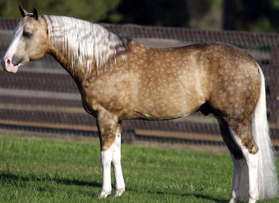 Pelajes de caballos Raza Criolla y su relación con la Genética: 2020
