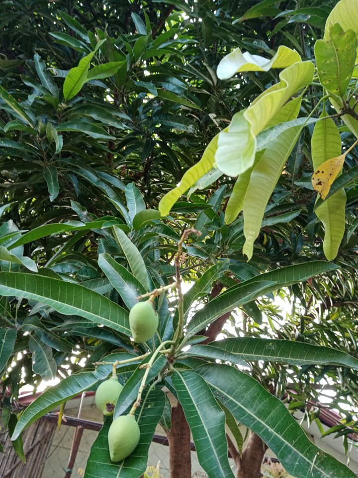 Dinette's Journal: Our Mango Tree