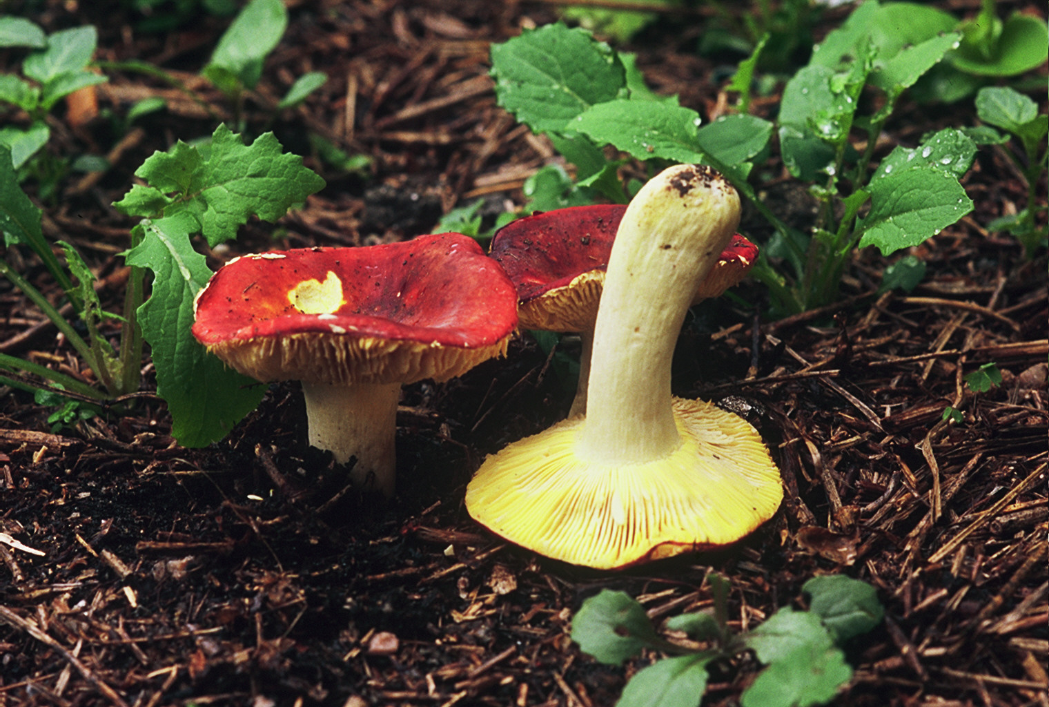 FUNGOS DE GALLAECIA Y NORTE DE LUSITANIA: CINCO EXCELENTES HONGOS DEL ...