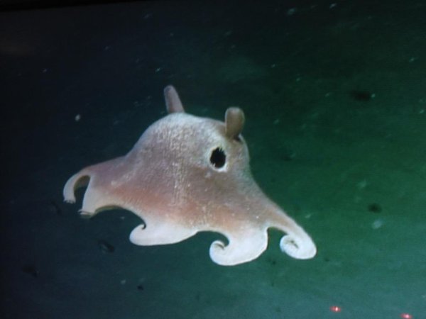 Unique Facts And Information: Dumbo octopuses - weird and Creepy