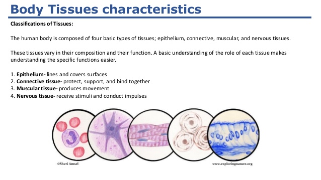 Introduction to Tissues - Medical Yukti
