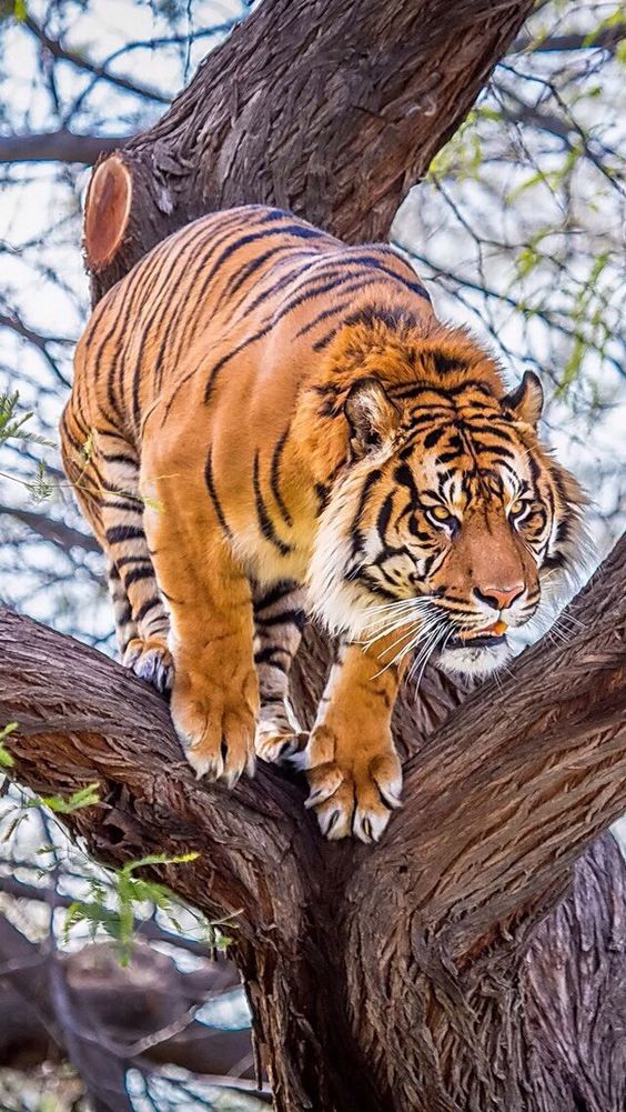 life in life: Tigers(the largest cat)