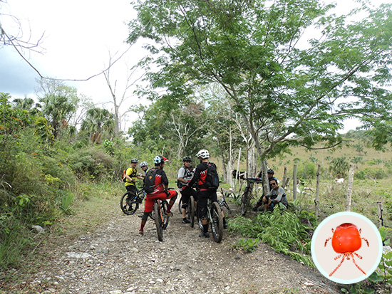 Dirt Riders MTB: ¿Qué son las Coloradillas? Efectos de su picadura y ...