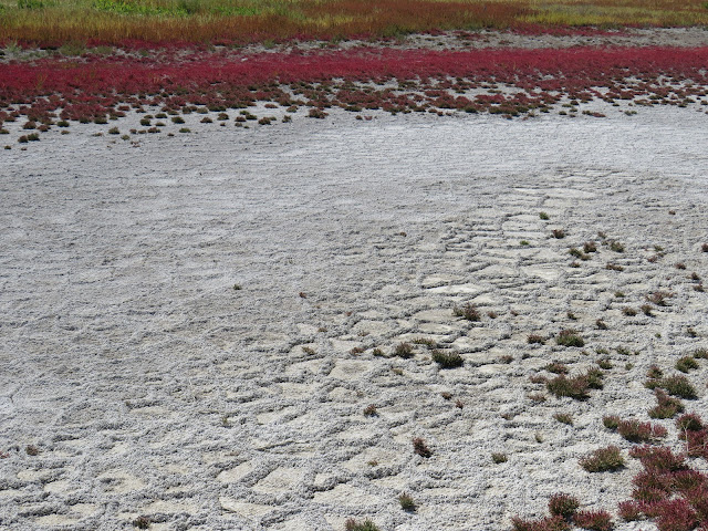 SOUTHWESTIAN: THE GREAT SAND HILLS and the alkali lakes and ponds