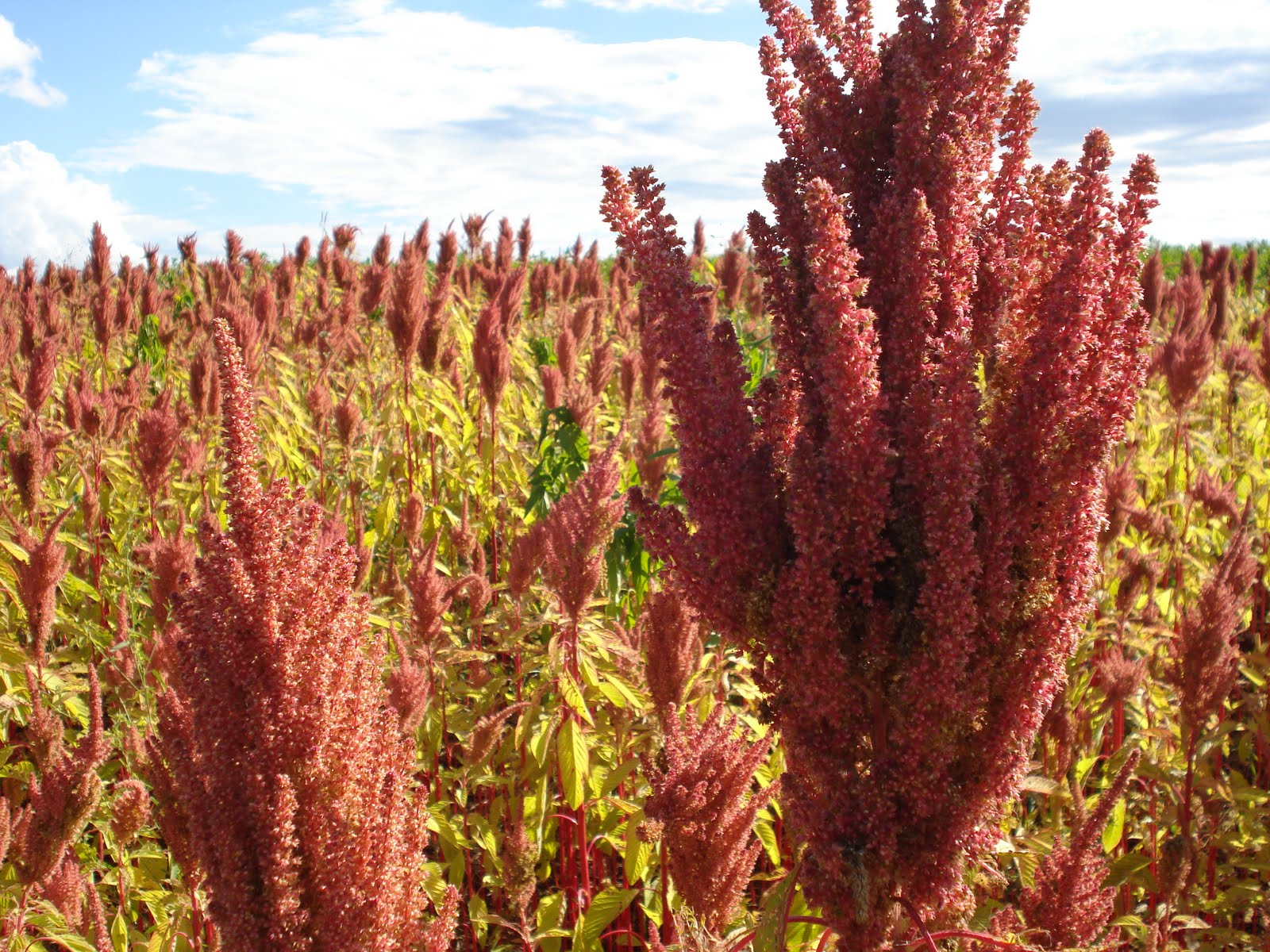 Amaranto, alimento altamente nutritivo e sem glúten