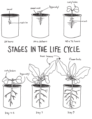 Wisconsin Fast Plants Experiment: Guidlines for your Experiment