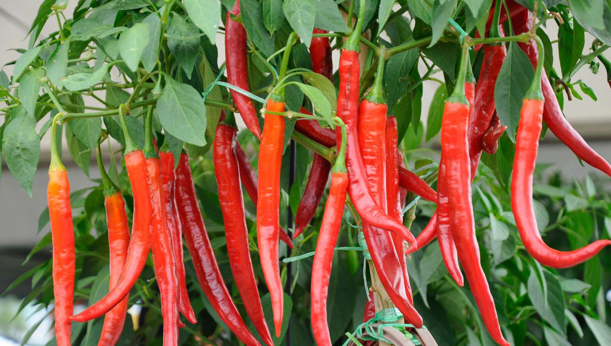 Pembibitan Tanaman Cabai | anakagronomy[dot]com