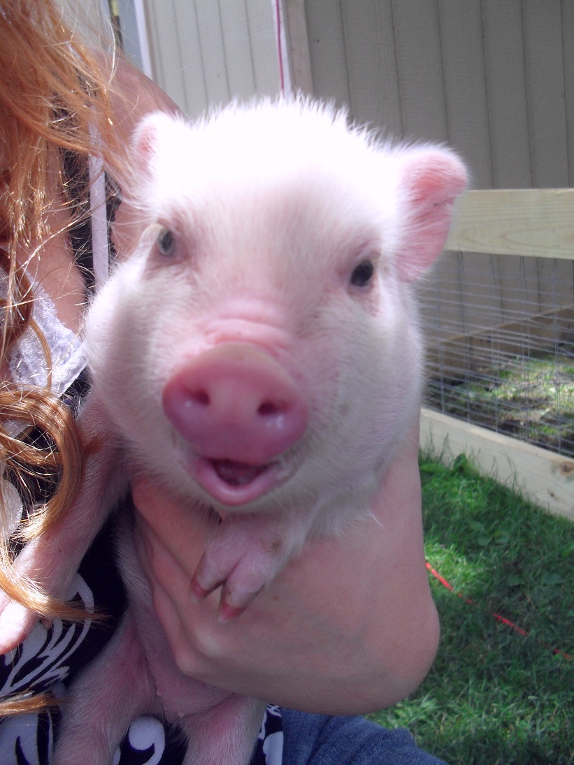 Puny Porker's micro mini pigs: Pigs for sale!