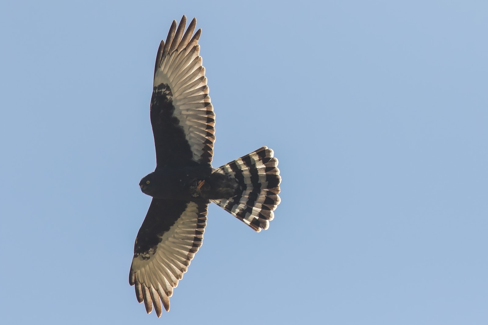 Ornito Addiction: Birding across South Africa: West Coast National park