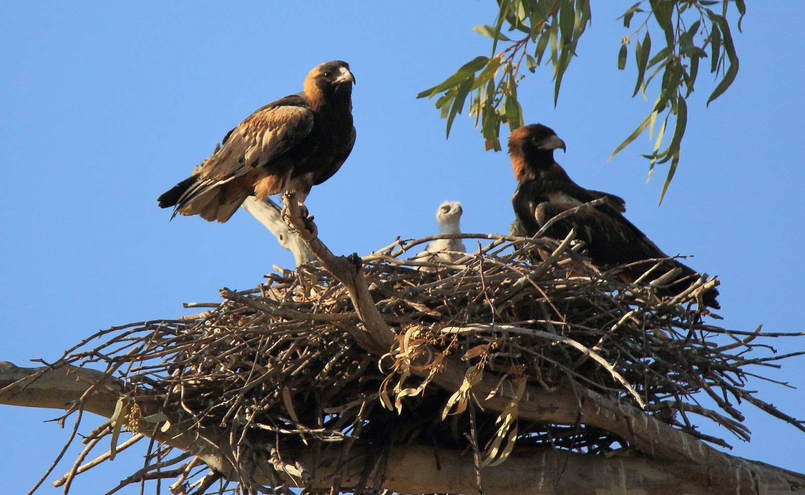 Richard Waring's Birds of Australia: Black-breasted Buzzard family ...