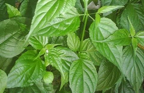 Clinacanthus nutans daun Untuk Pencegahan anti kanker ~ Cantik Mau ...