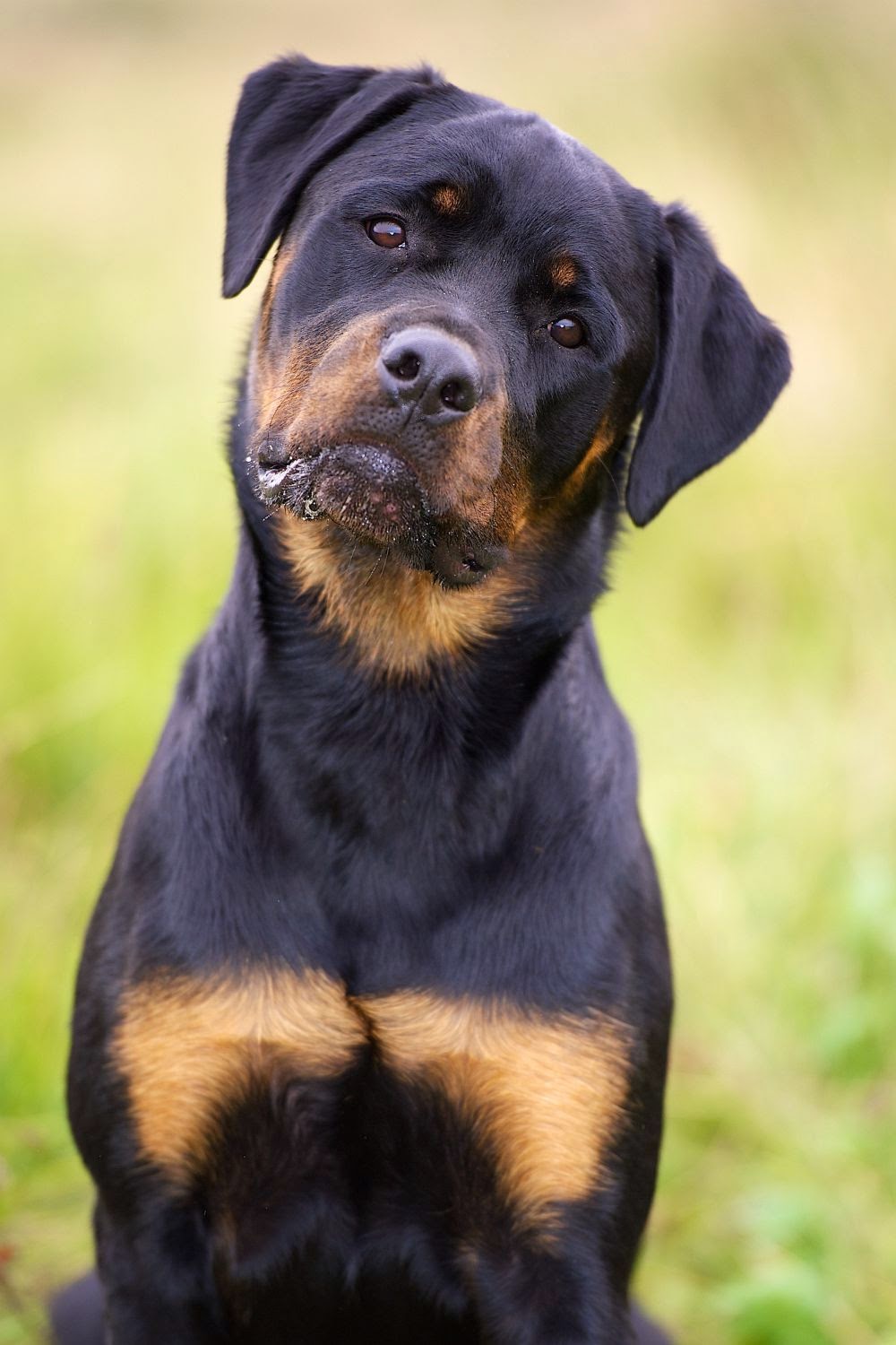 Rottweiler | WIKI PERROS