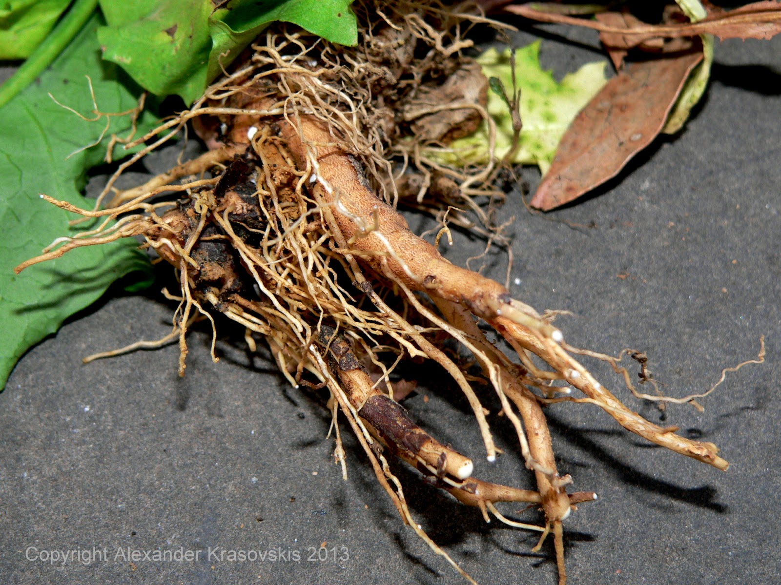 Aggregata Plants & Gardens: Dandelions a weed, medicinal herb and urban ...
