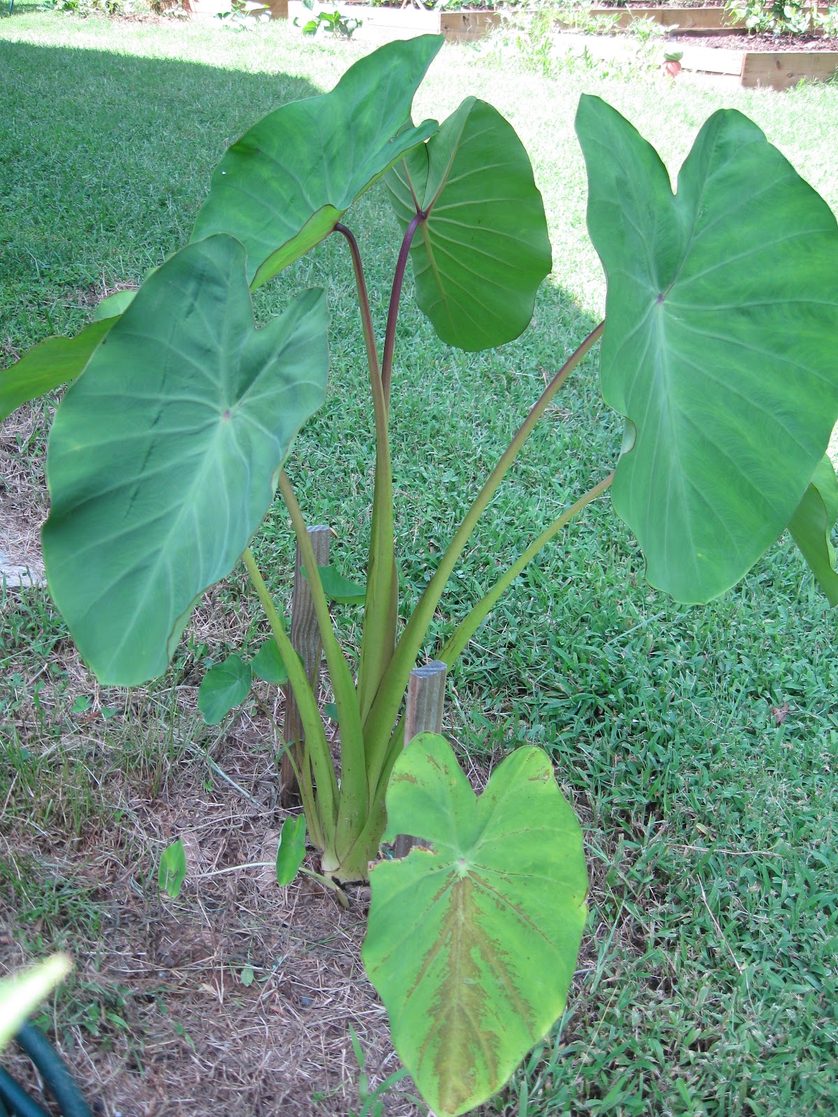 my-garden-diary-taro-root-plant