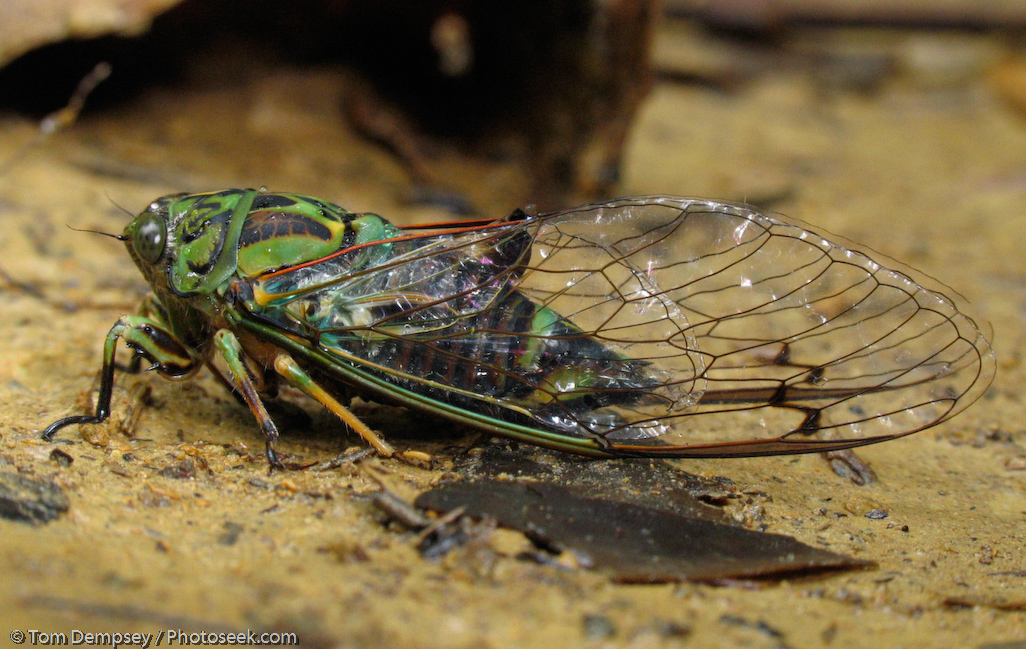 When all is said and done...: The quirks and perks of Nashville!