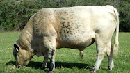 British White Cattle in Southeast Texas - JWest Cattle Company