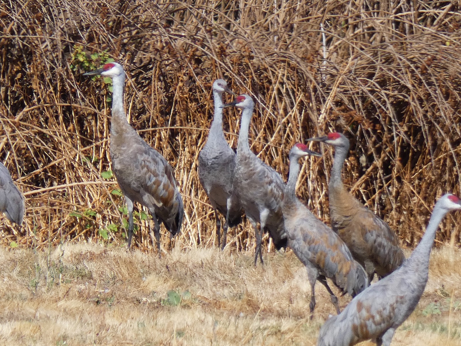 Geotripper's California Birds: Welcoming the Sandhill Cranes Back to ...