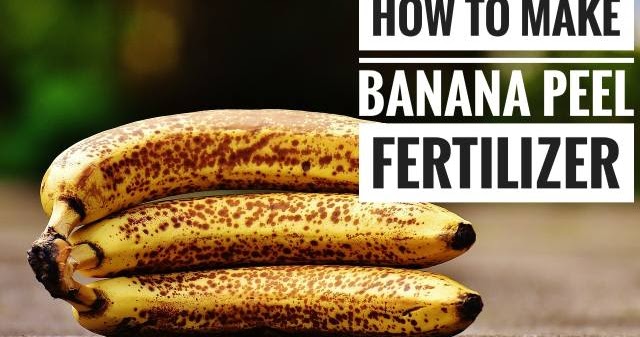 How to make Banana peel fertilizer| benefits and uses