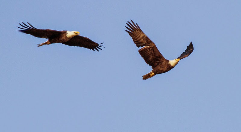 White Wolf : Spectacular Photos Show Mating Ritual Between Life-Long ...