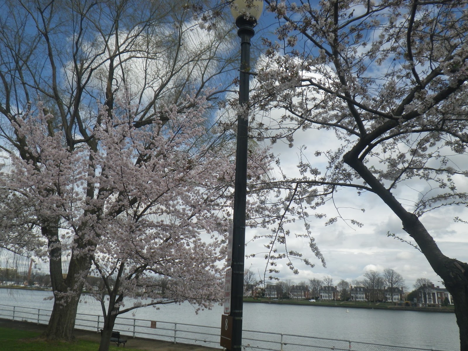DC Spinster: Cherry Blossoms on Haines Point