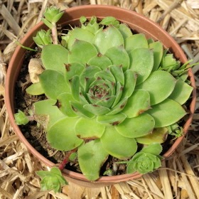 Raw Edible Plants: Common Houseleek (Sempervivum tectorum)