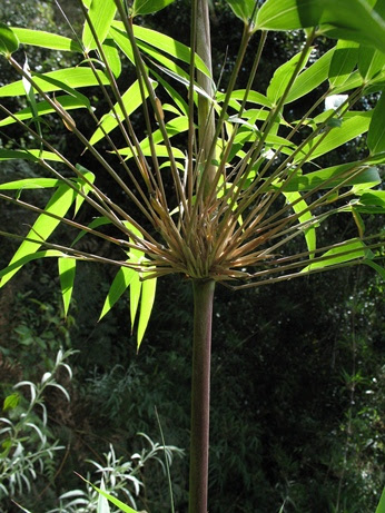 Biodiversidad y Conservación: Los chusques - Bambúes de los Andes